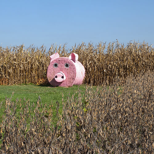 Cornucopia Farm - Southern Indiana's Premier Family Fun Farm